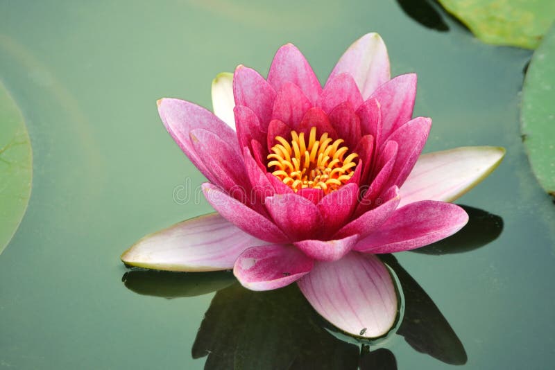Close-up lotus flower stock image. Image of fresh, bright - 12483839