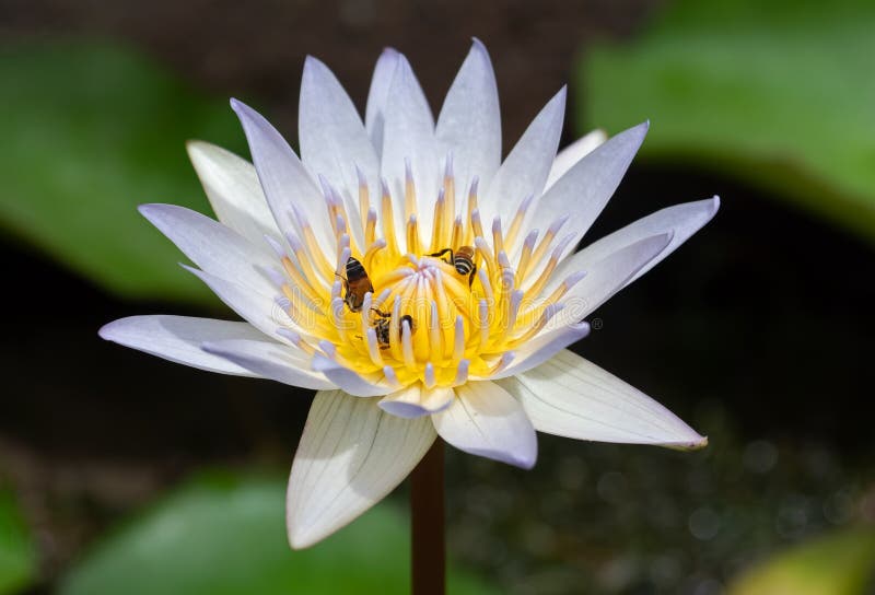Close Up Lotus Flower with Bee Isolated on Background Stock Image ...