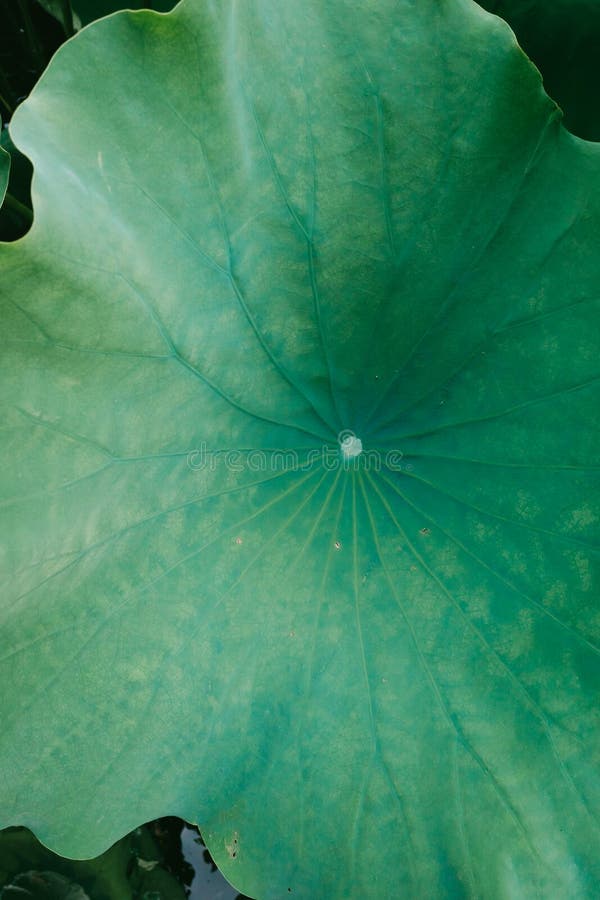 Close up of lotus leaf stock photo. Image of china, scenics - 191709510