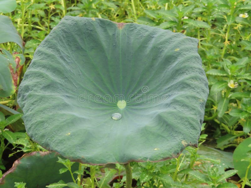 Close-Up of Lotus Leaf with Water Droplet Stock Photo - Image of ...