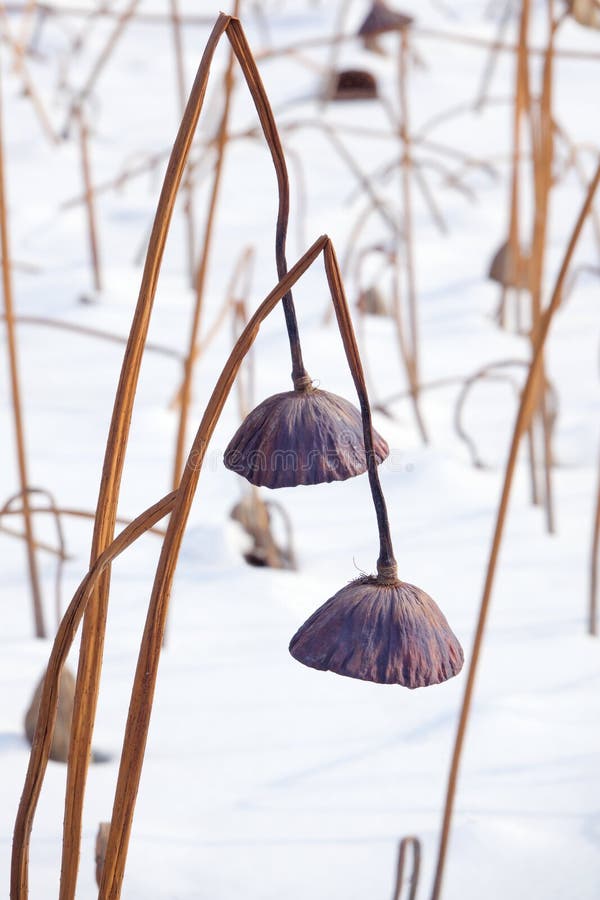 Winter lotus seedpod stock photo. Image of lotus, frigid - 170979152