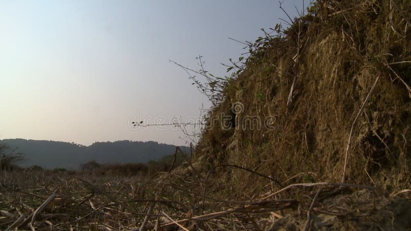 Dry and Exposed Forest Landscape, Myanmar Stock Footage - Video of ...
