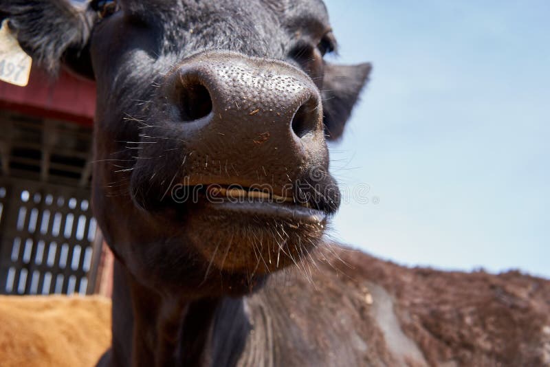 Close-up Low-angle View of a Black Cow Under the Sunlight Stock Image ...