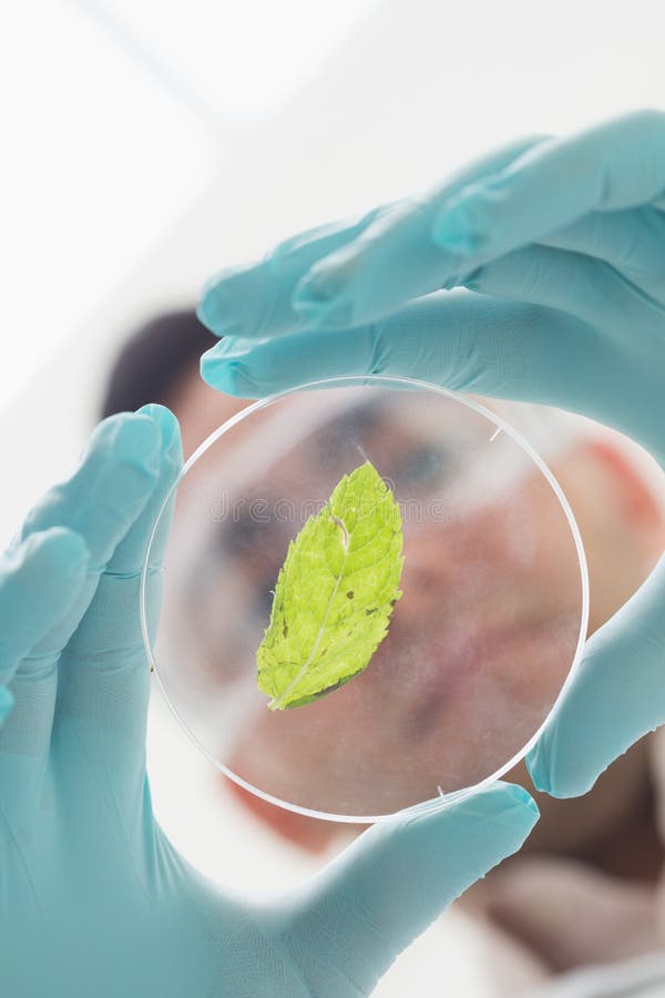 Scientist Analyzing a Leaf at the Laboratory Stock Photo - Image of ...