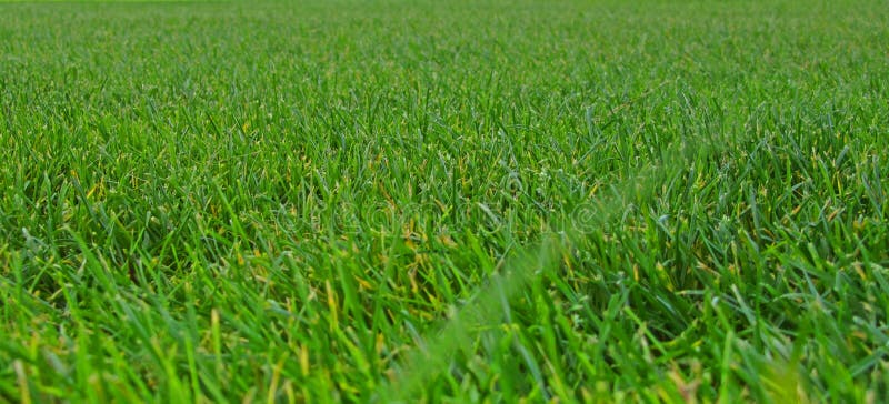 Grass low angle stock photo. Image of activity, abstract - 102904512