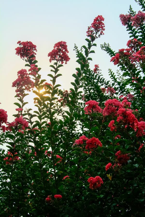 Close-up of the Low Angle View of Tuscarora Crape Myrtle Tree in Bloom ...