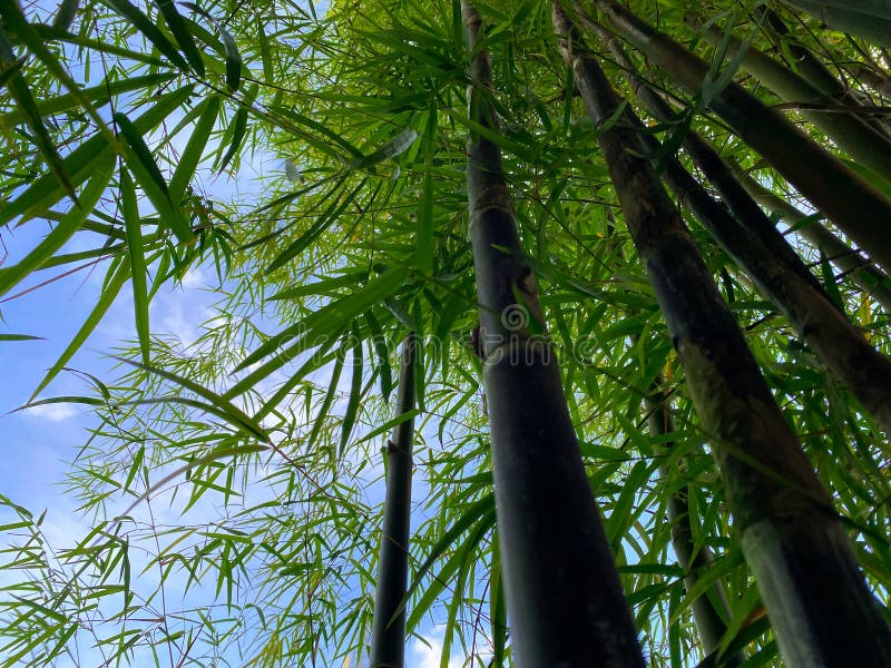 Close Up and Low View of Bamboo Tree Trunks and Leaves Blowing in the ...