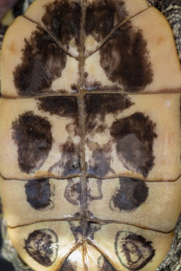 Close-up of the Lower Shell of a Red-cheeked Turtle. Stock Image ...