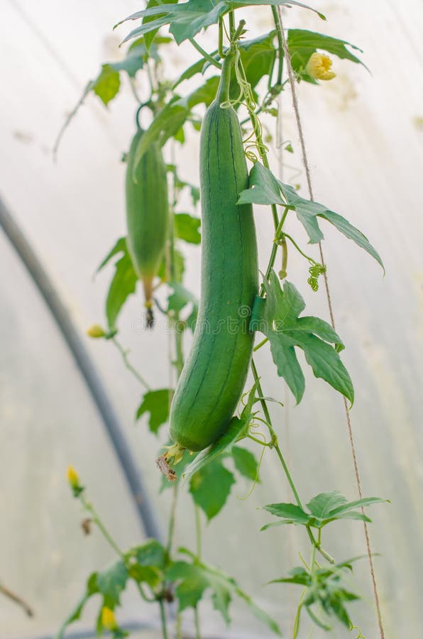 Close-up of Luffa Sponge Plant Stock Photo - Image of natural, cucumber ...