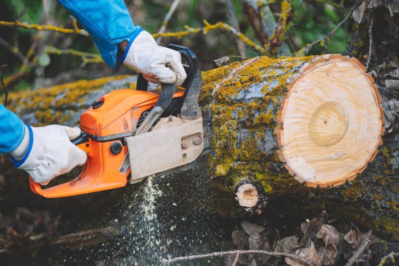 Close Up of a Lumberjack Cutting Old Wood with a Chainsaw. Stock Image ...