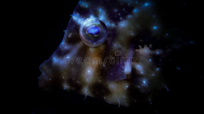 A Close Up of a Luminescent Fish Stock Photo - Image of bioluminescence ...