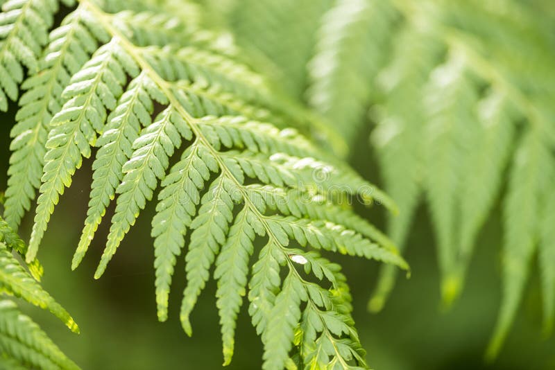 Lush Green Fruit Tree with Juicy, Ripe Cherry Fruits Dangling from Its ...