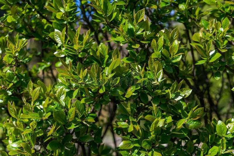 Close-up of Lush Green Foliage in Sunlight Stock Photo - Image of green ...