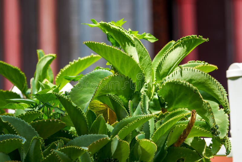 Close-up of a Lush Green Leafy Plant Stock Photo - Image of botany ...