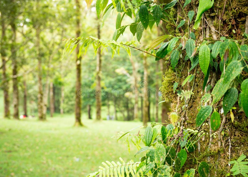 Close Up on the Vines and the Grapes Champenois Stock Image - Image of ...