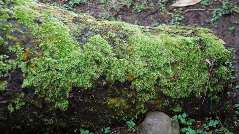 Lush Green Moss Covering Fallen Log Forest Stock Photos - Free ...