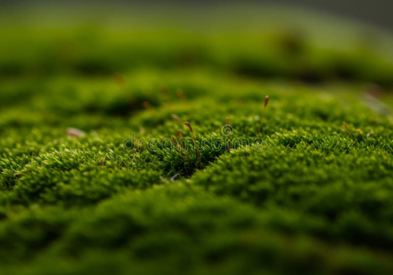 Close-Up of Lush Green Moss Texture Stock Illustration - Illustration ...