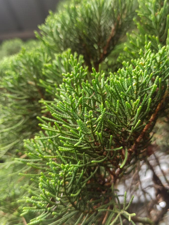 Background of Green Pine Tree Leaves Seen Close Up Stock Photo - Image ...