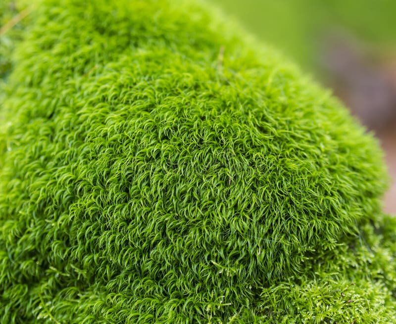 Close Up Lush Green Velvet Moss with Defocused Background Stock Image ...