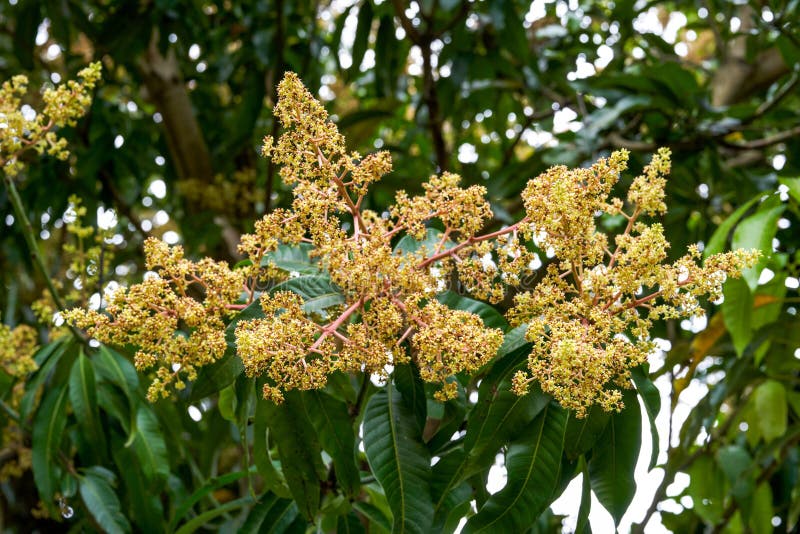 Close-up of Lush Longan Flowers Blooming on a Longan Tree Stock Image ...