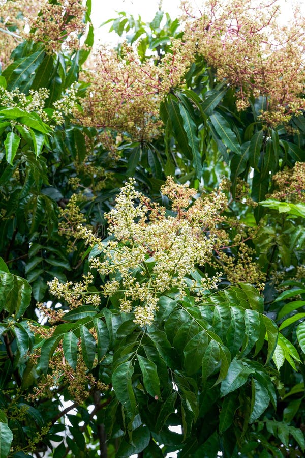 Close-up of Lush Longan Flowers Blooming on a Longan Tree Stock Image ...