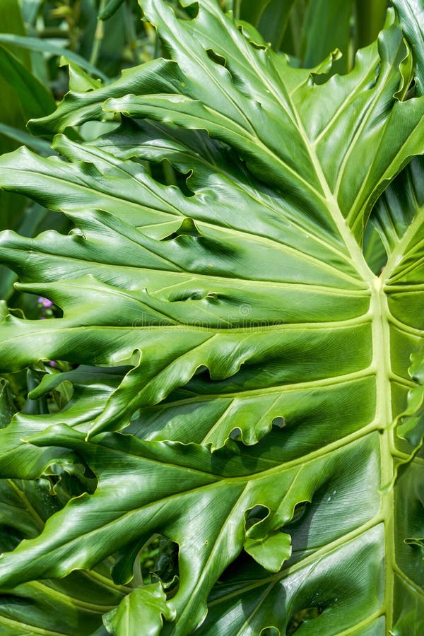 Close-up of Lush Spring Feather Leaves Planted in the Park Stock Image ...