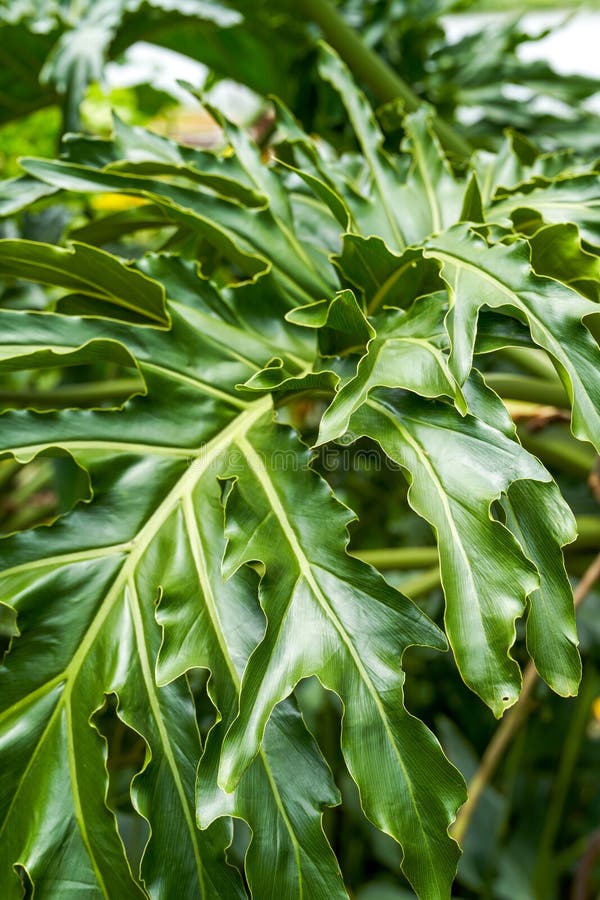 Close-up of Lush Spring Feather Leaves Planted in the Park Stock Photo ...