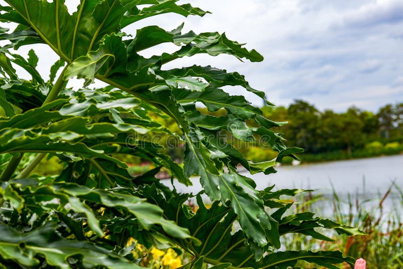 Close-up of Lush Spring Feather Leaves Planted in the Park Stock Image ...