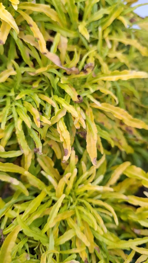Close-Up of Lush Yellow-Green Leafy Plant Stock Image - Image of ...