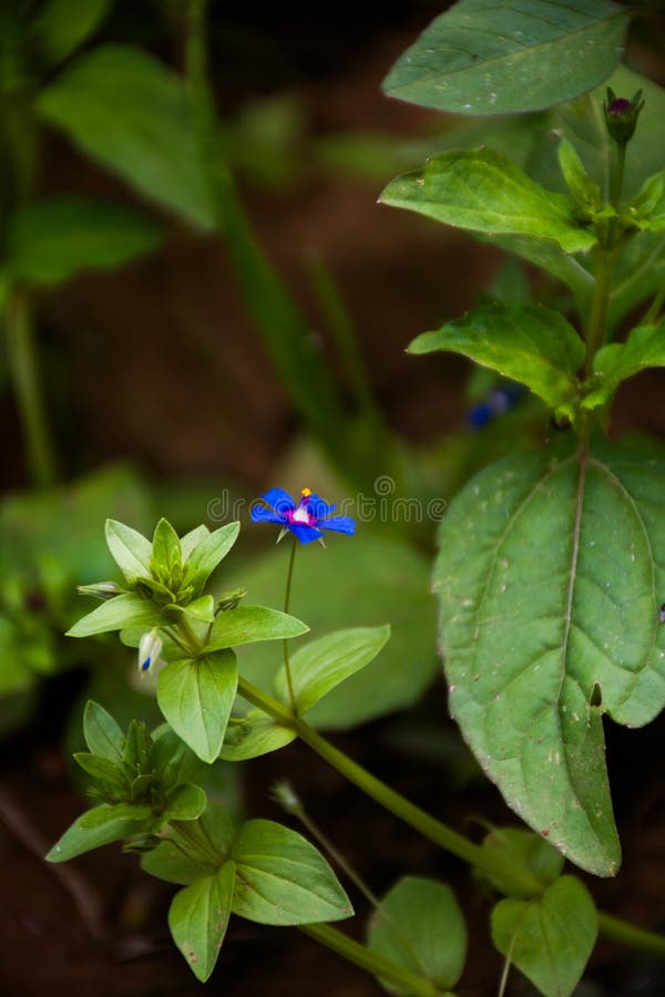 Lysimachia Arvensis, Commonly Known As Scarlet Pimpernel Flower, Flora ... Lysimachia Arvensis, Commonly Known As Scarlet Pimpernel Flower, Flora ...