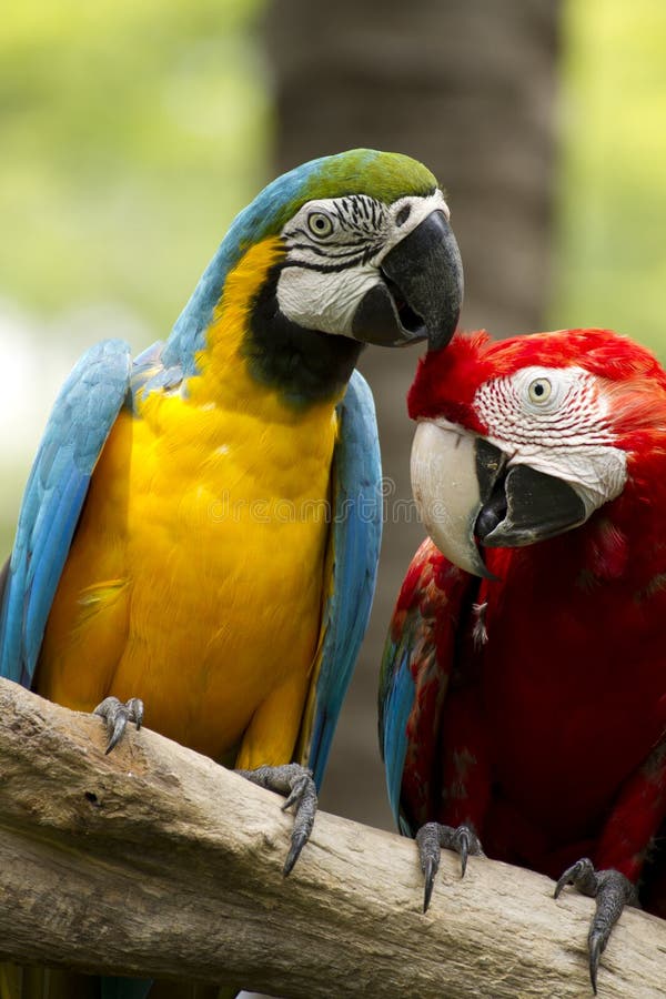 Close-Up Macaw stock image. Image of gold, colored, beak - 25628483