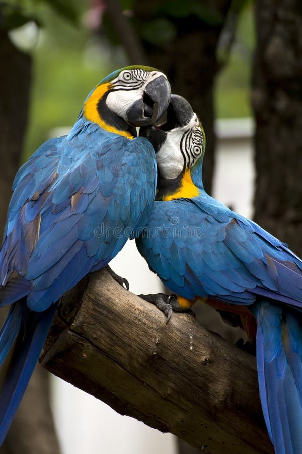 Close-Up Macaw stock photo. Image of close, multi, staring - 25628518