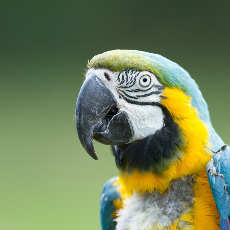 Close-up of a macaw parrot stock image. Image of vivid - 27781445