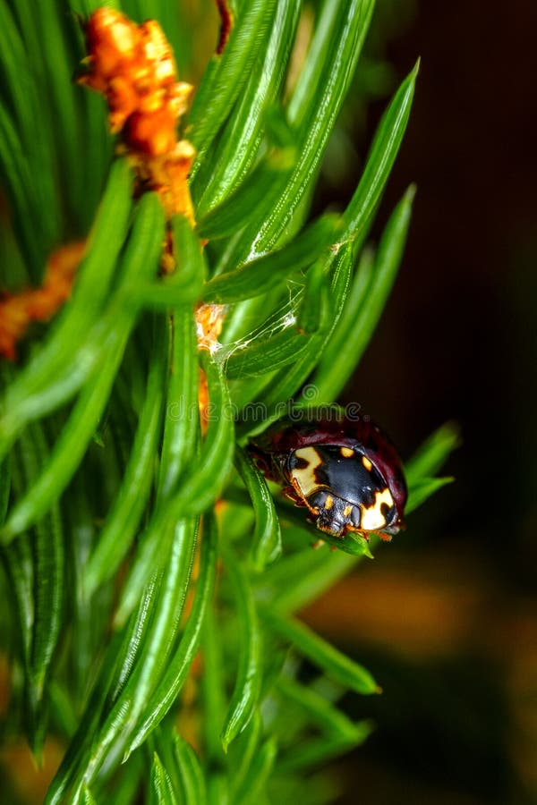 Black Ladybug Macro stock photo. Image of pine, tree - 236170274