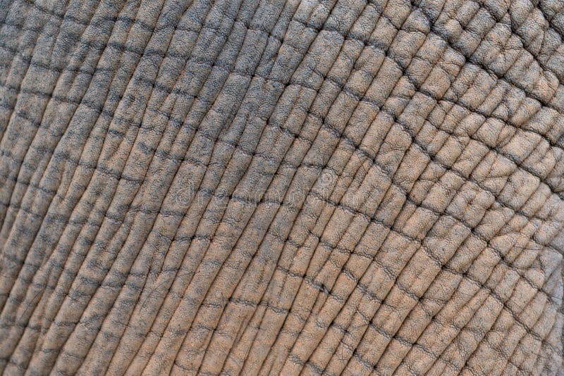 Close Up or Macro of Asian Elephant Skin from Thailand Stock Photo ...