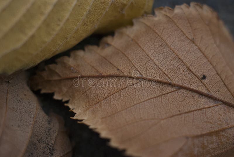 Close-Up Macro Autumn Fall Leaf Detail Background Stock Photo - Image ...