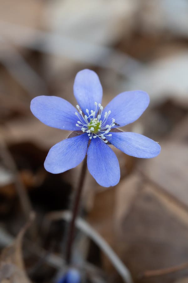 Close Up or Macro of a Blue Spring Flower Stock Photo - Image of ...