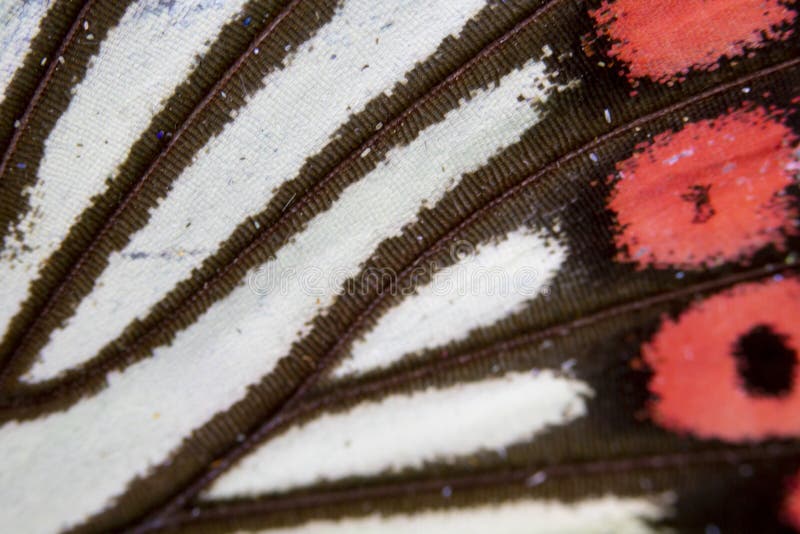 Close Up Macro of a Butterfly Wing Stock Image - Image of animal ...