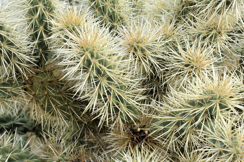 Cholla Cactus, Sonora Desert, Mid Spring in Blossom Stock Photo - Image ...