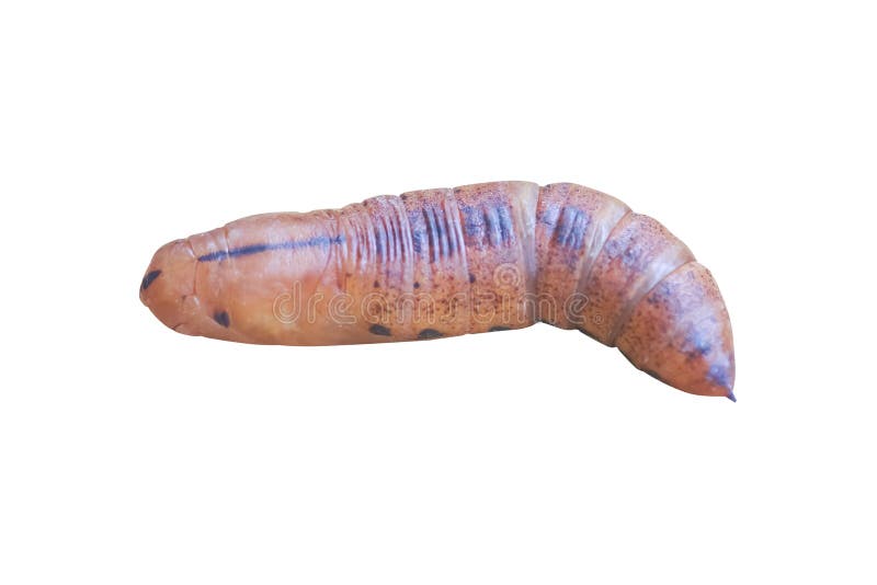 Macro Closeup Brown Worms Isolated on White Background , Clipping Path ...