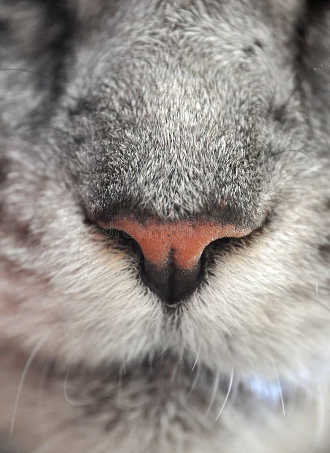 Close Up Macro Closeup Grey Cat Face with Orange Nose Stock Photo ...