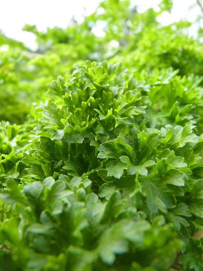 Close Up Macro of Curly Leaf Parsley Leaves Stock Photo - Image of ...