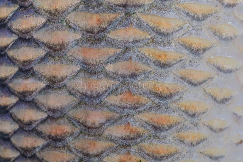Macro of fish skin stock image. Image of healthy, nature - 11391033