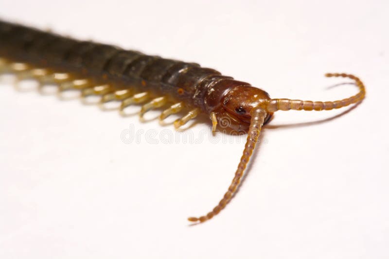 Close-up/Macro in Focus of the Centipede on a White Background Stock ...