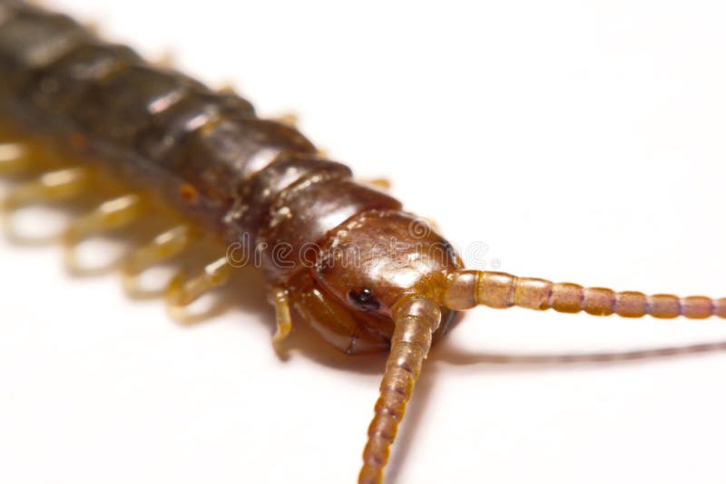 Close-up/Macro in Focus of the Centipede on a White Background Stock ...