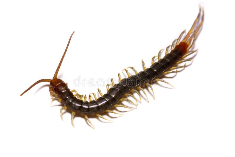 Close-up/Macro in Focus of the Centipede on a White Background Stock ...