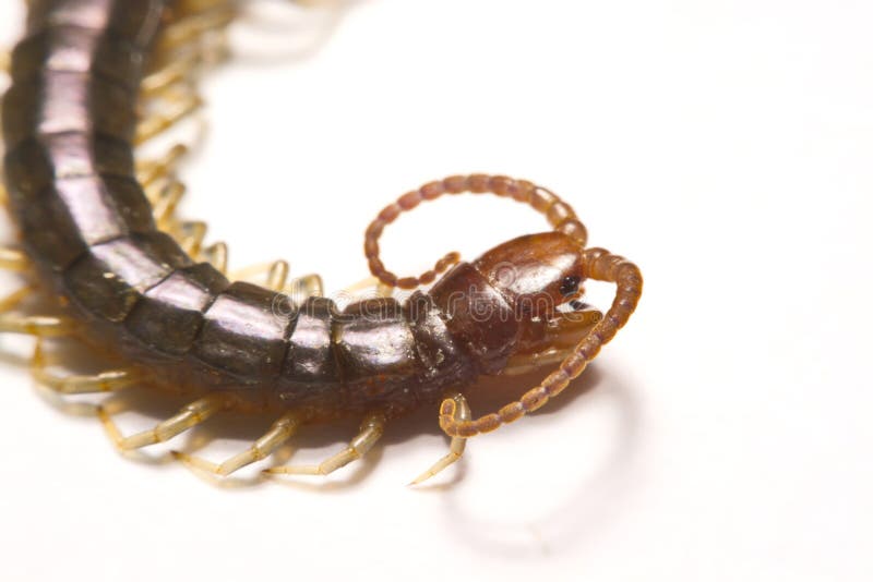 Close-up/Macro in Focus of the Centipede on a White Background Stock ...