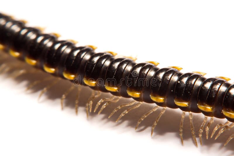 Close-up/Macro in Focus of the Centipede on a White Background Stock ...