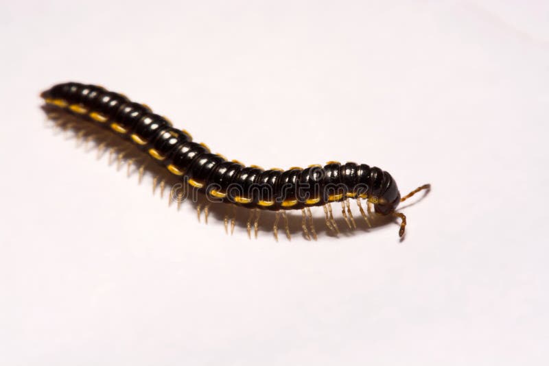 Close-up/Macro in Focus of the Centipede on a White Background Stock ...