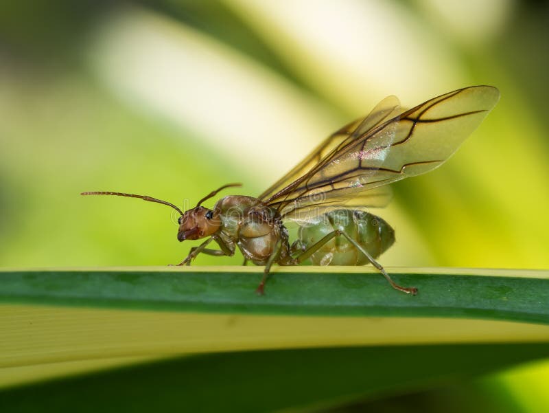 Close Up Macro of Giant Ant with Wing on the Leave Stock Image - Image ...